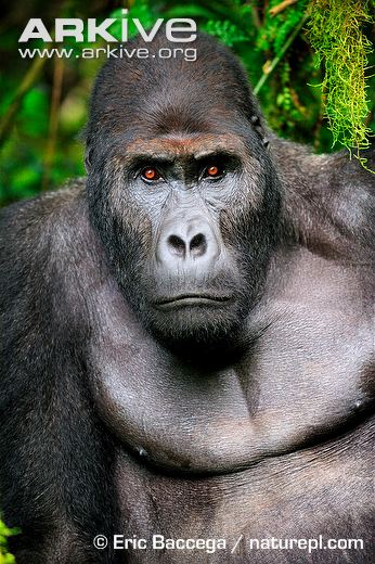 Palaeos, la historia de la Vida en la Tierra: Nuevo protogorila