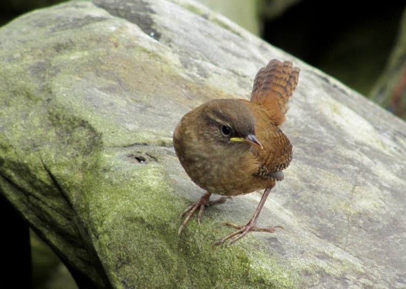 Fair Isle: Rarest British Bird & other photos from the past week.