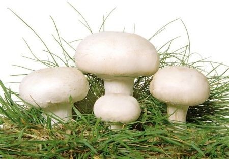 Supe me kerpudha champignon te fresketa. - Recete gatimi