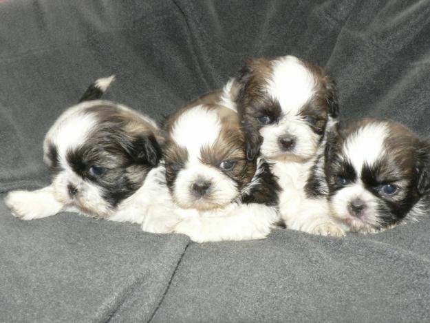 Perritos por el mundo!: Shih-Tzu