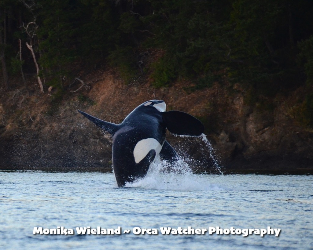 Orca Watcher: July 13th: Epic Evening With J-Pod