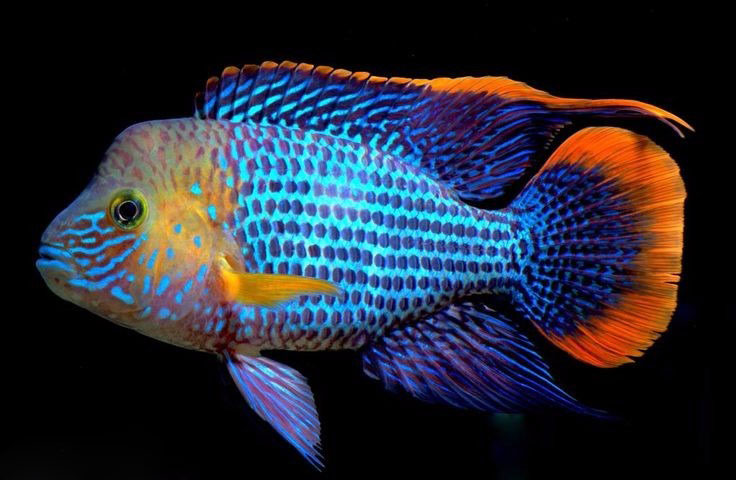 Aqua fish Brasil: Green Terror