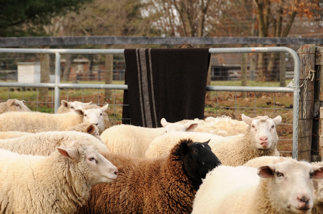 Punkin's Patch: The God Of Simple Shepherds