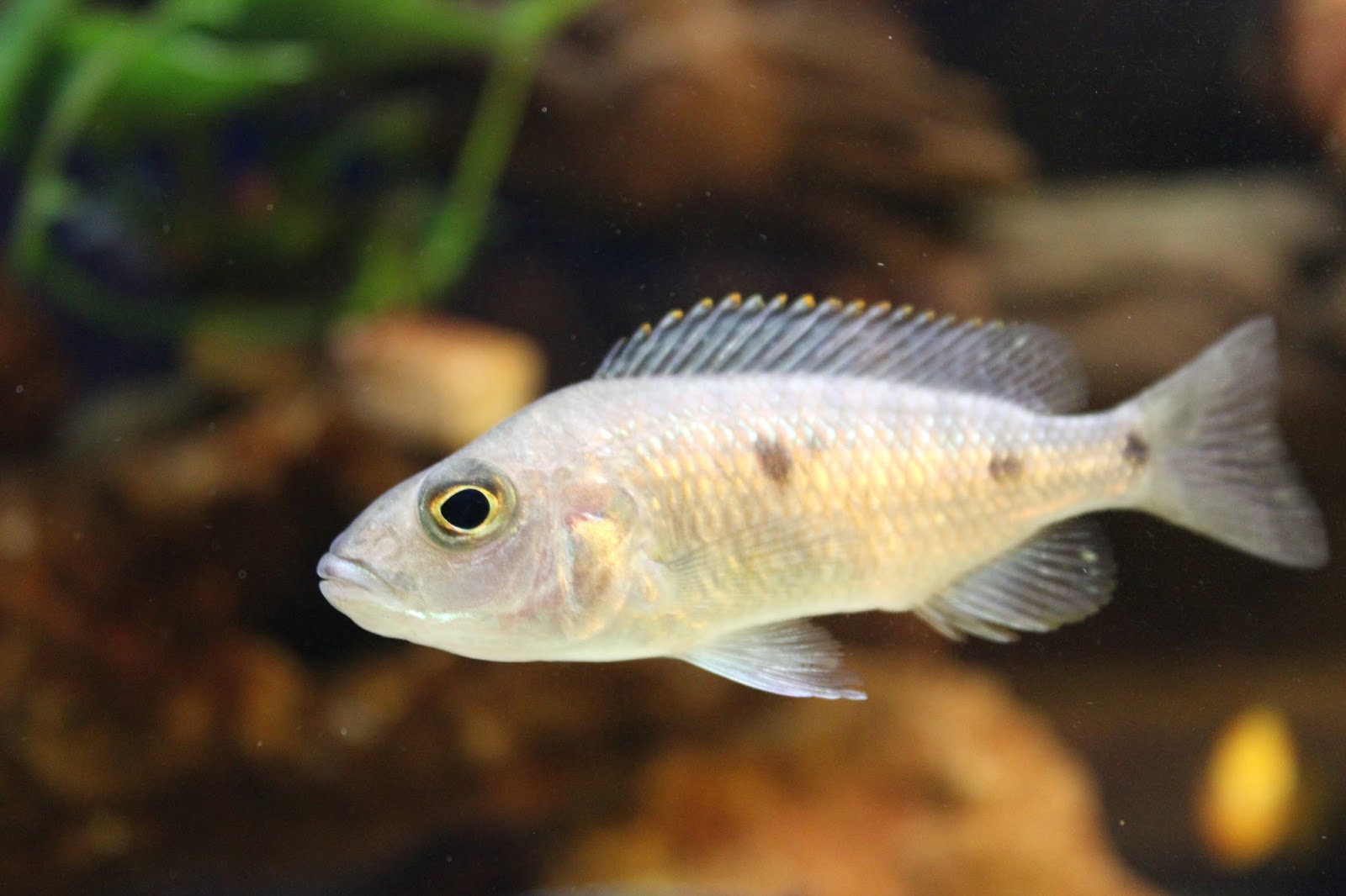 Oguz's Aquarium: Fish Species