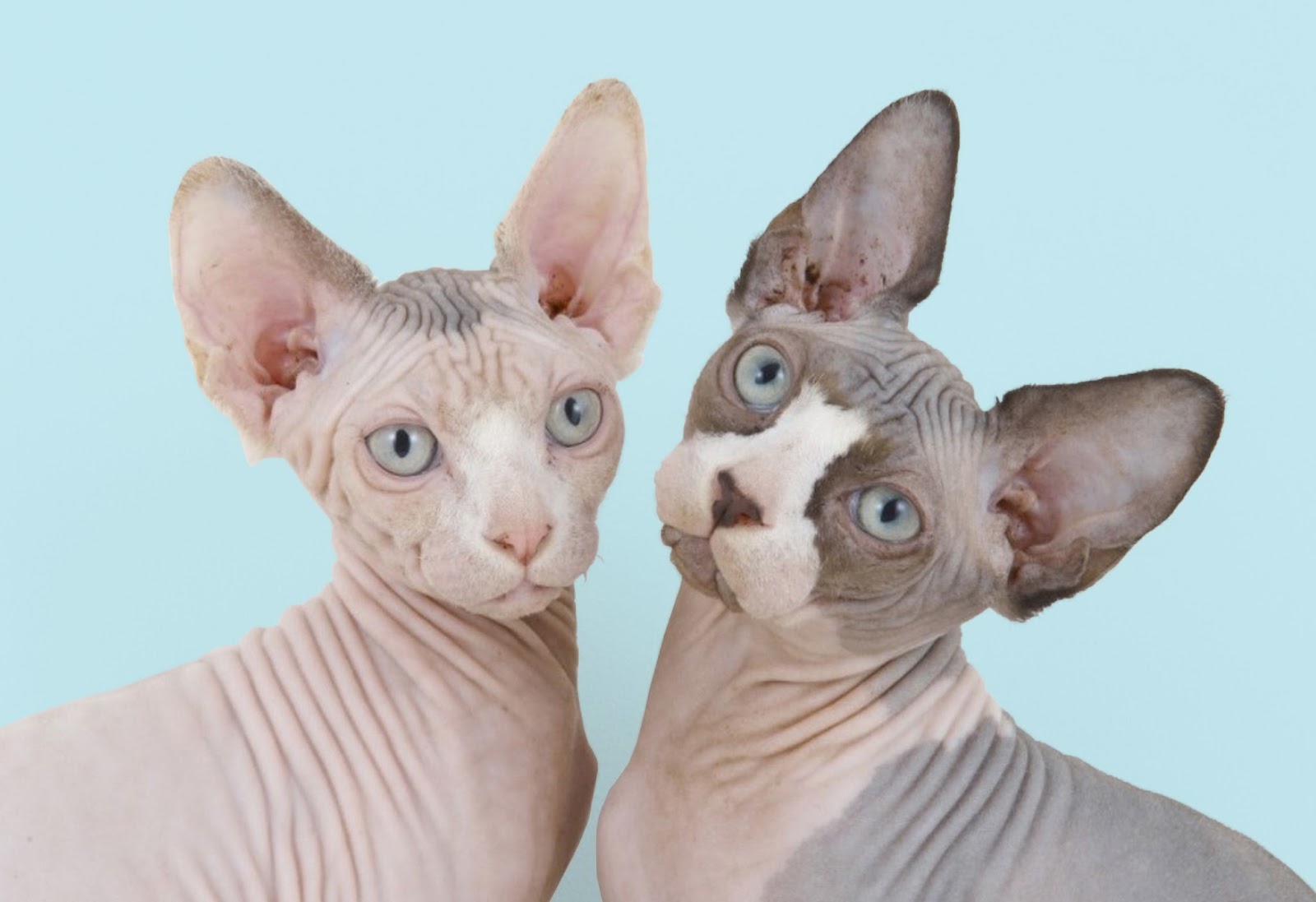 Peanut Butter Bonbons for Sphinx Cats (Student Project) – Packaging Of ...