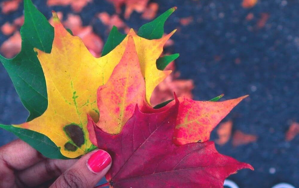 Autumn (or Fall) is finally here! | September Highlights & Faves | A ...