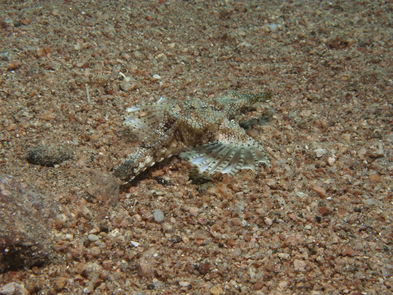 Real Monstrosities: Sea Moth