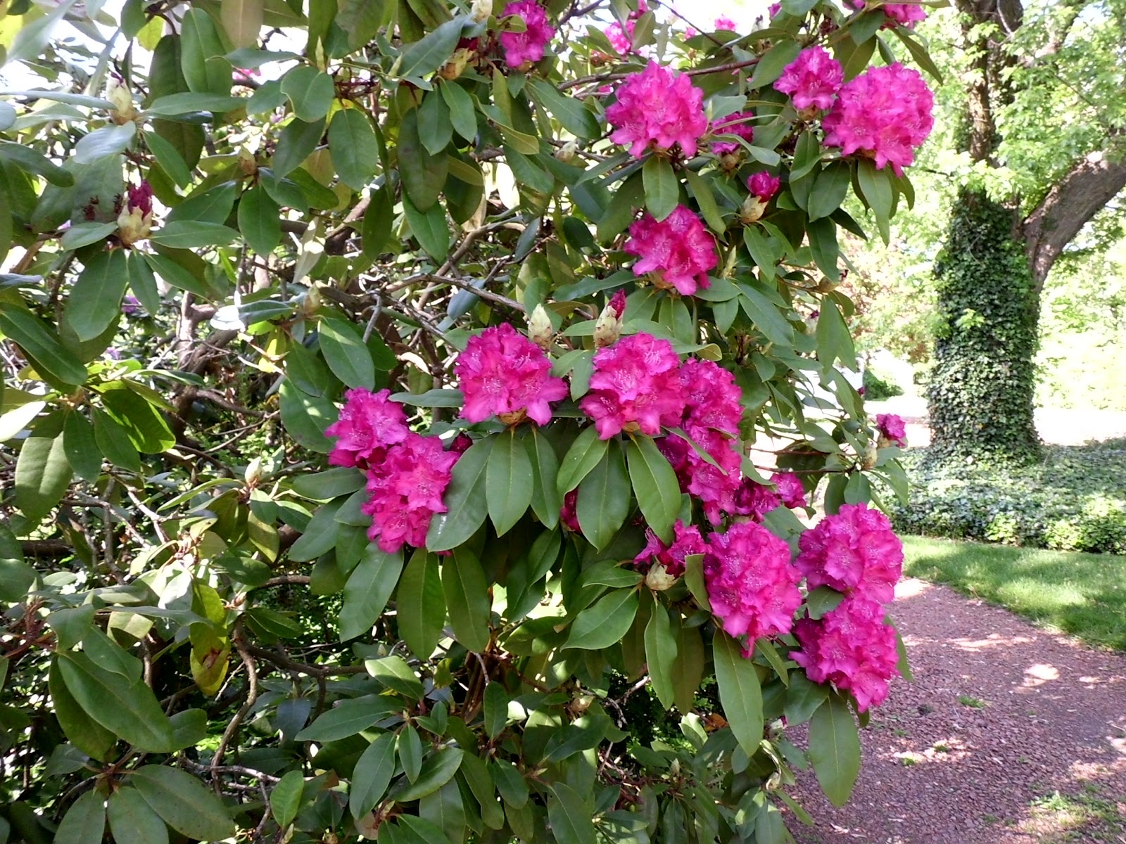 Livin' In The Green: Photo Walk - Rhododendrons