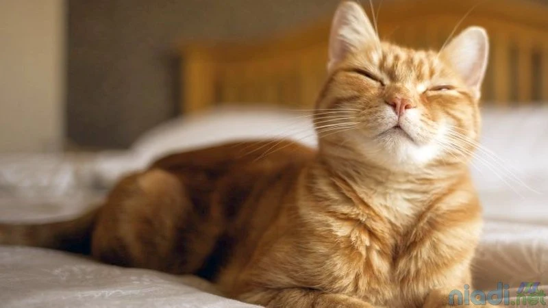 Inilah Cara Kucing Peliharaan saat Menunjukkan Perhatian dan Cinta ...