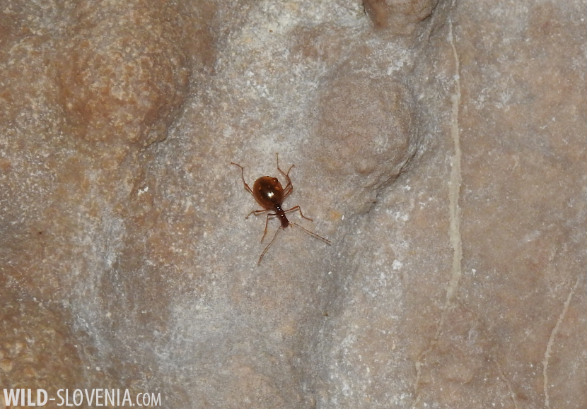 Carniolicum - Wildlife & Biodiversity in Slovenia: Leptodirus ...