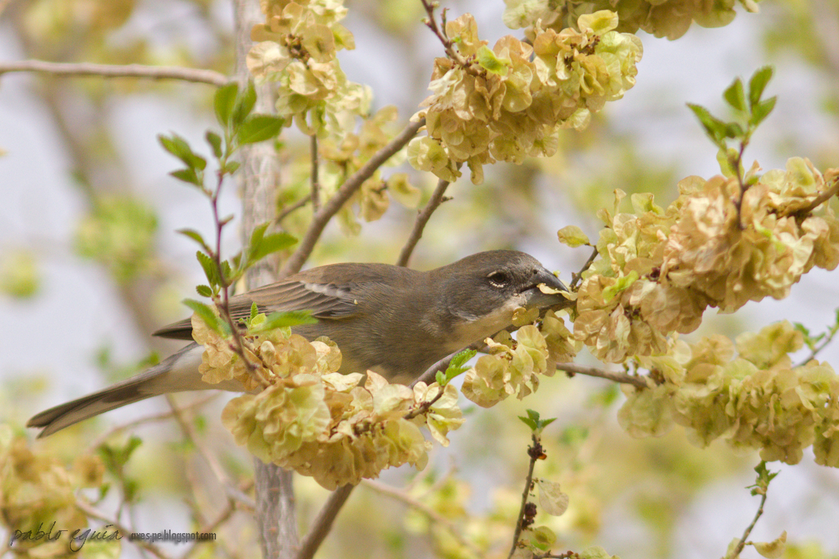 mis fotos de aves: Diuca diuca Diuca Common Diuca-finch