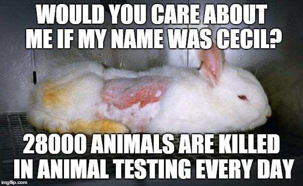 Joy of Vegan: animal testing memes to share