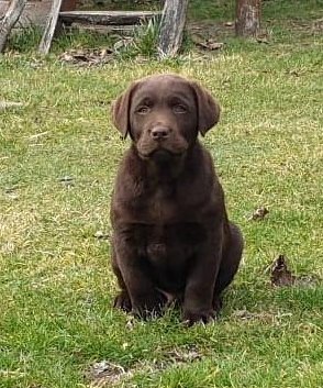 -- Sunnycafe kennel -- Labrador Retriever: 3 hónapos "H" alom / 3-month ...