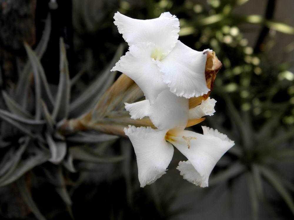 Jardí del Drach: Tillandsia xiphioides 2011
