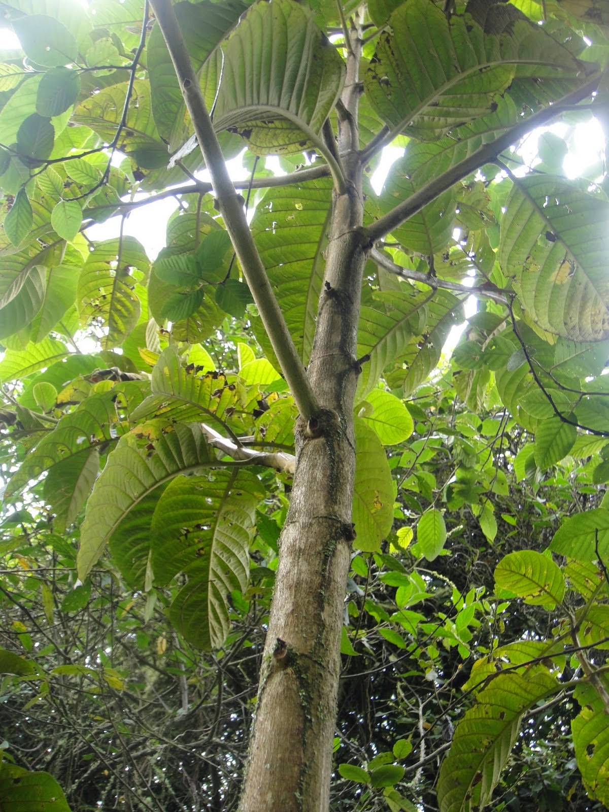 Palmas, arbustos y arboles nativos campus UN: Cajeto - Cytharexsylum ...
