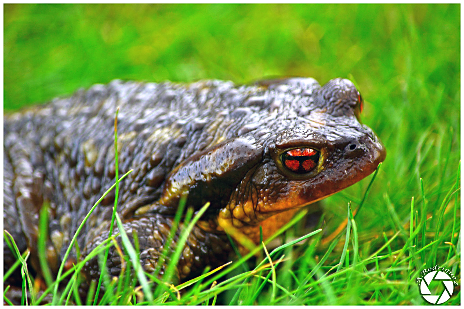 Naturaleza y Paisajes de España: Sapo común