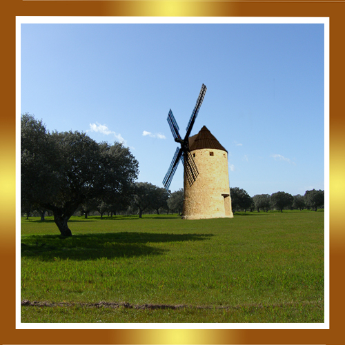 Guía del Plantabosques: LAS ENCINAS