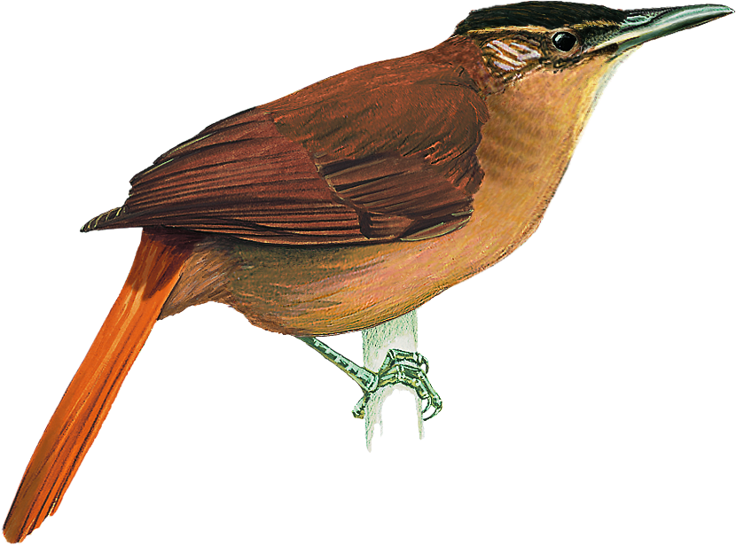 Laberinto en extinción: Ticotico críptico (Cichlocolaptes mazarbarnetti)