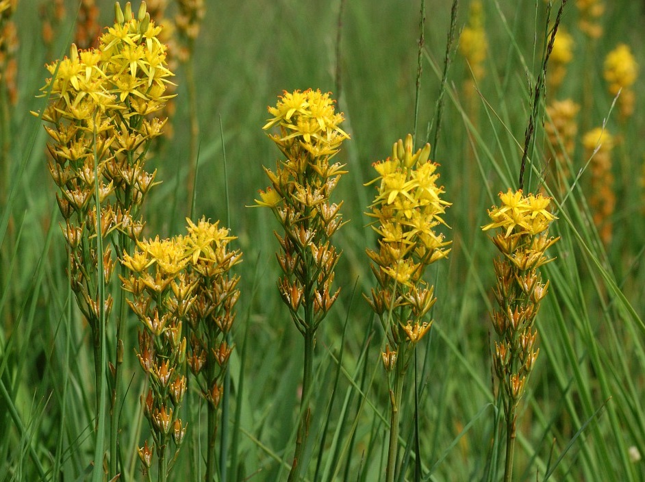 ALAM TUMBUHAN: ALAM TUMBUHAN [Plants kingdom]