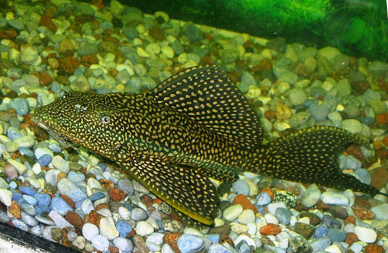 Apakah Ikan Sapu Sapu Bisa Dimakan Drh Fira Sovica
