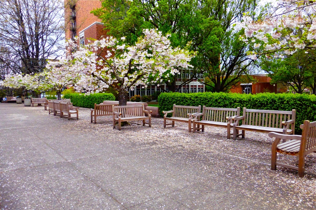 Spring Time Stroll Through The University | Under The Plum Blossom Tree