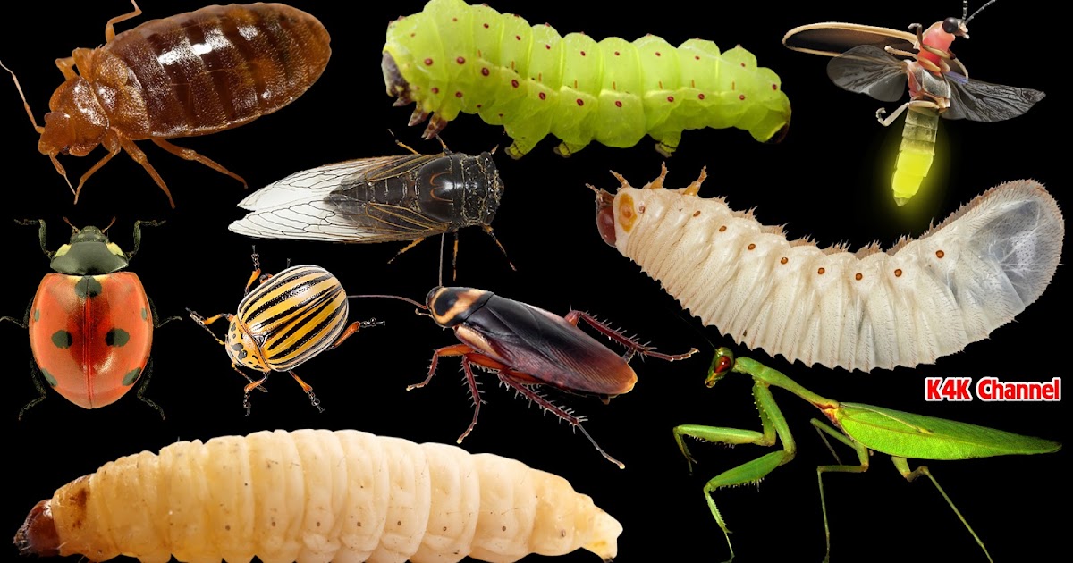 Kênh Thủ Thuật K4Kchannel: Insects and Bugs Vocabulary *** Learn Insect ...