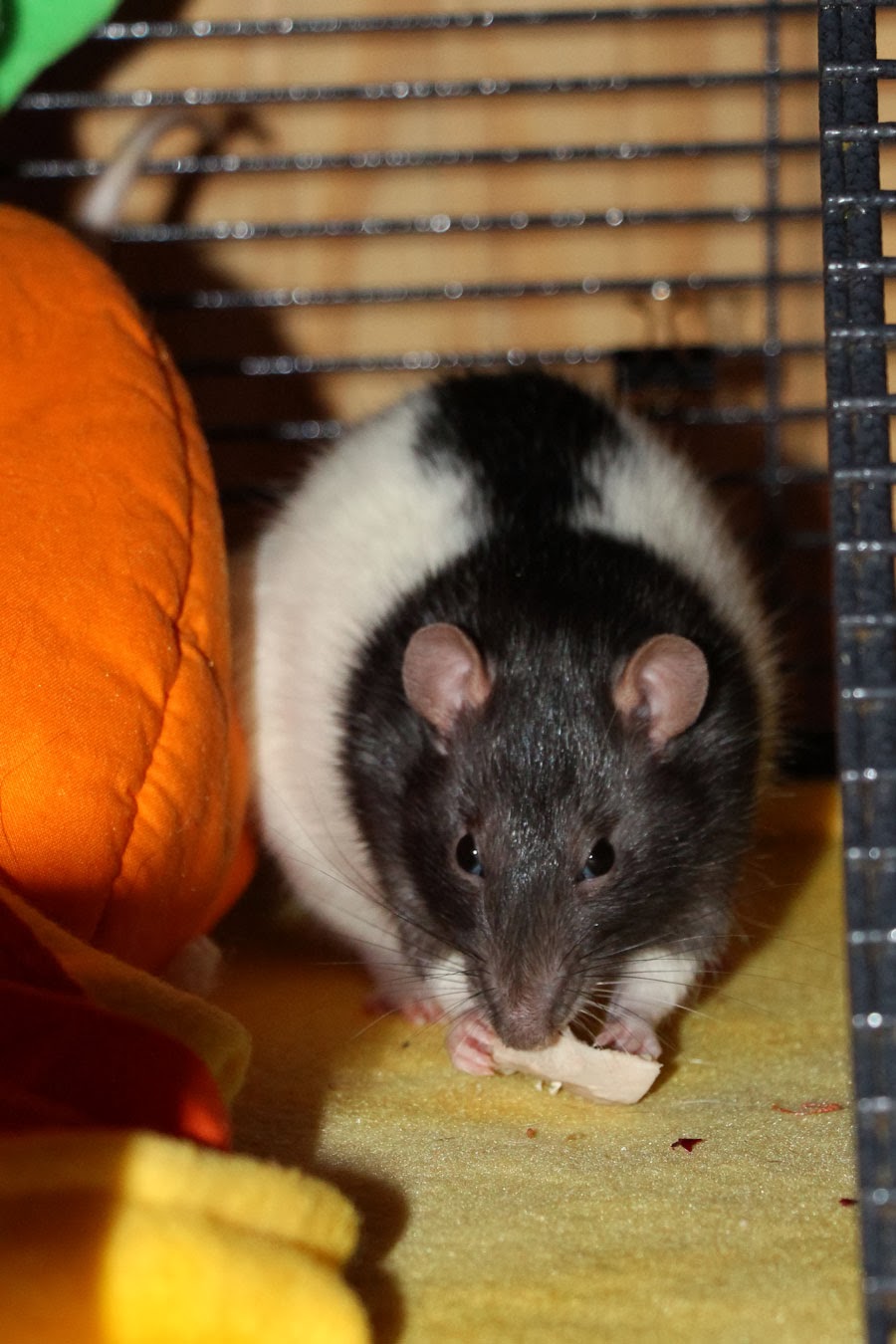 Ratropolis: Turkey Day for the Rats, Too!