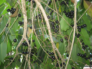 The Elder: JAMUN