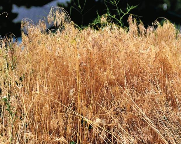 Cheatgrass