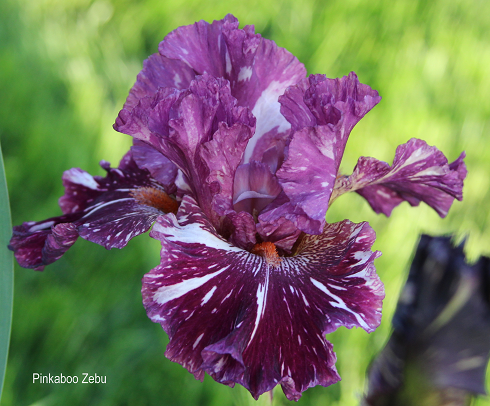 World of Irises: "Talking Irises" BROKEN COLOR IRISES WITH HYBRIDIZER ...