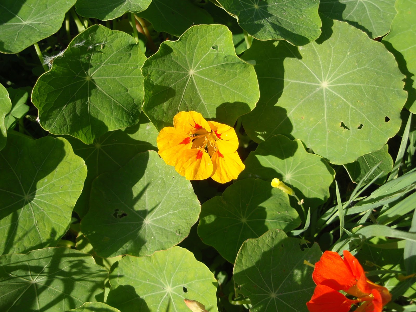CAPUCHINA: Tropaeolum majus | Plantas rioMoros
