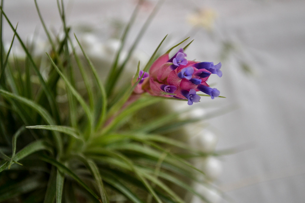 Tillandsia stricta care and culture | Travaldo's blog
