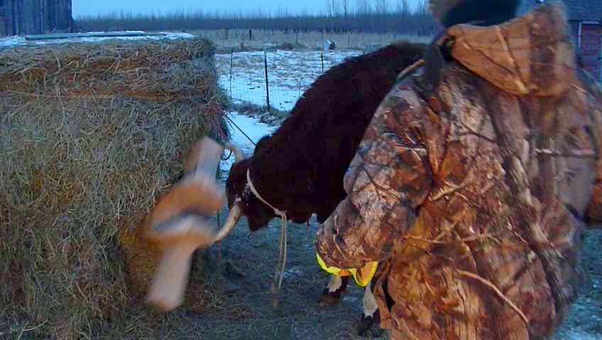 storybrookeripples: ox and dog blog: To Make a Single Ox Yoke, Part 8