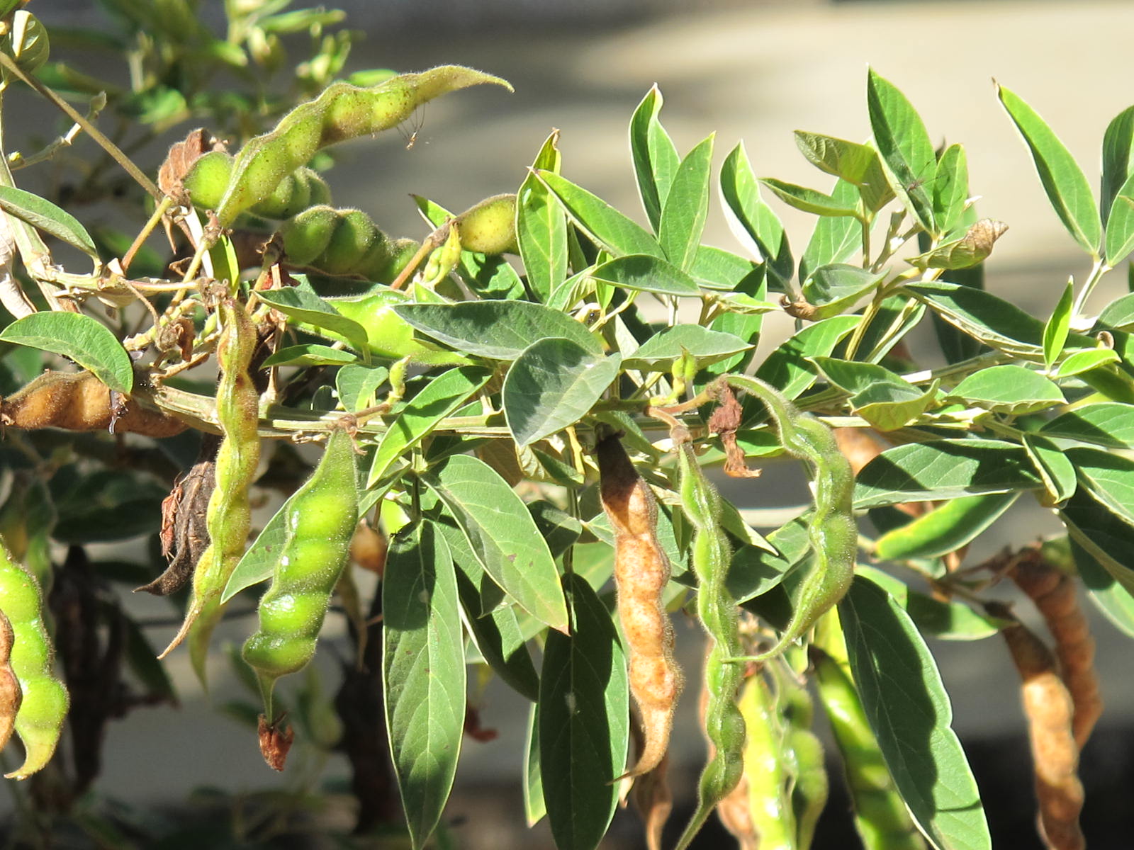 The Flowering plants (Leguminosae - Fabaceae): Cajanus