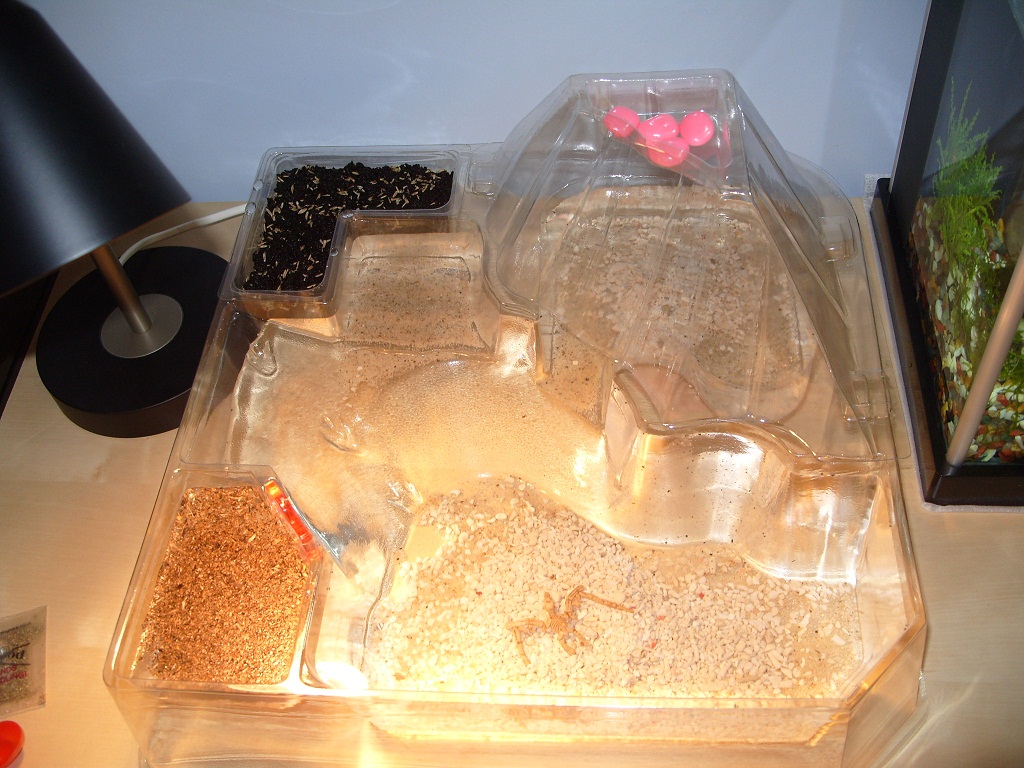 The Shrimp Diaries: Triops!