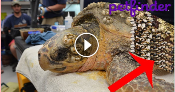 Removing Barnacles From Poor Sea Turtles Compilation - Rescue Sea ...