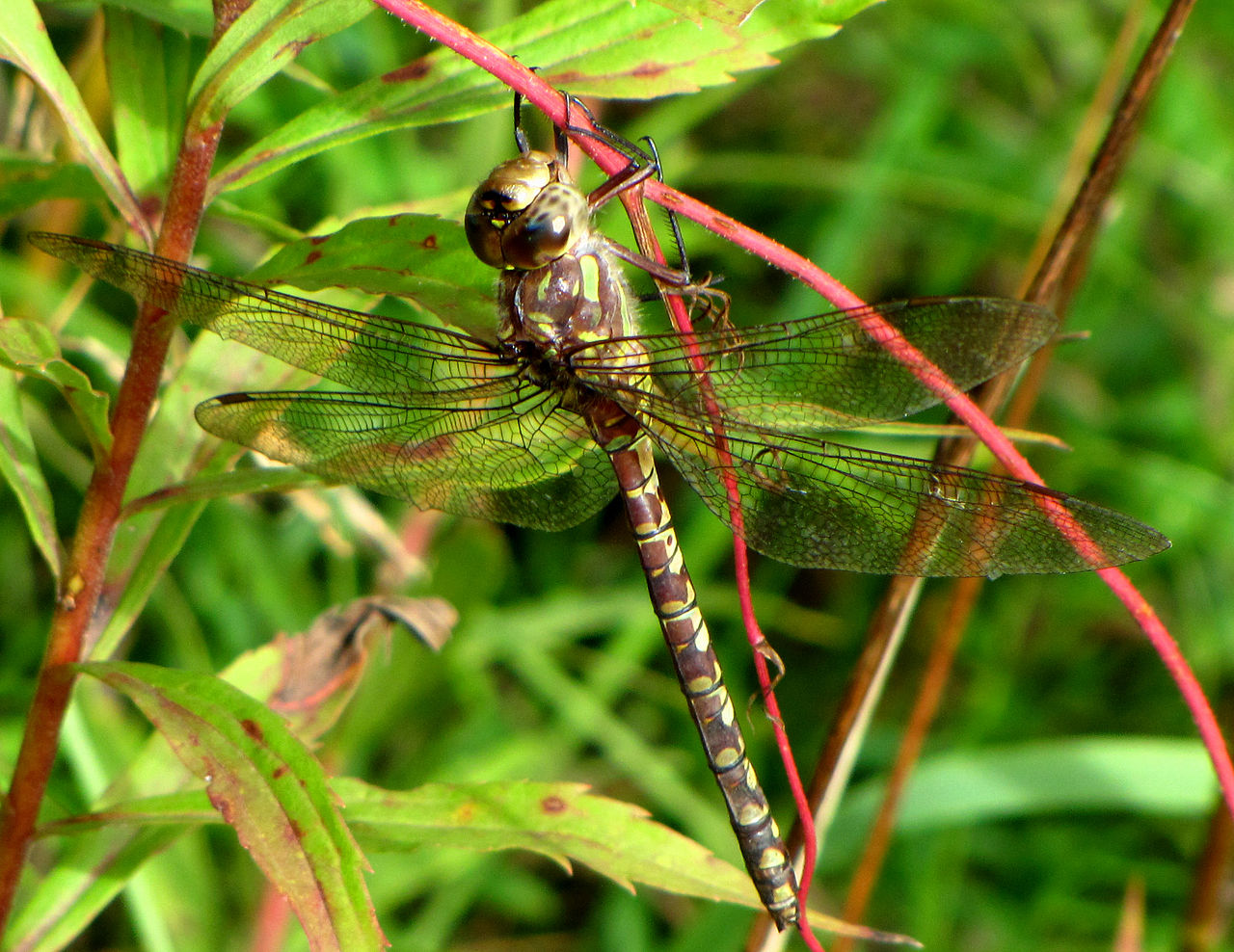 Earth and Space News: Shadow Darner Dragonfly Habitats: Long Clasper, T ...
