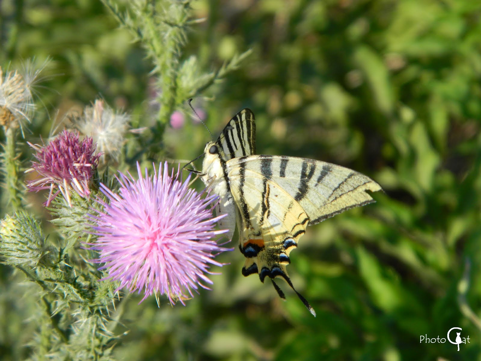 Flori si trandafiri: fluturi si maracini...