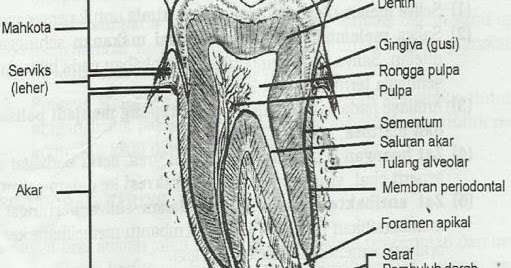Anatomi Gigi dan Fungsi Gigi - KURIKULUM 2013