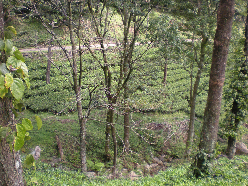 Tamilnadu Tourism: Manimuthar Tea Estate, Manjolai Hills