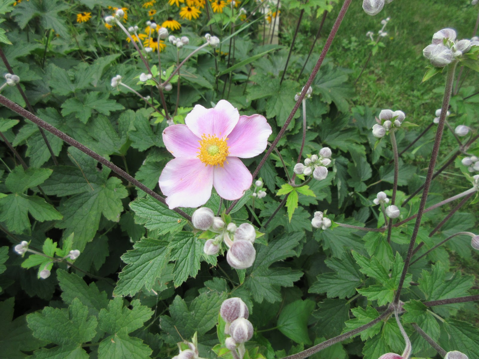 Marlene's Space: Anemone Season