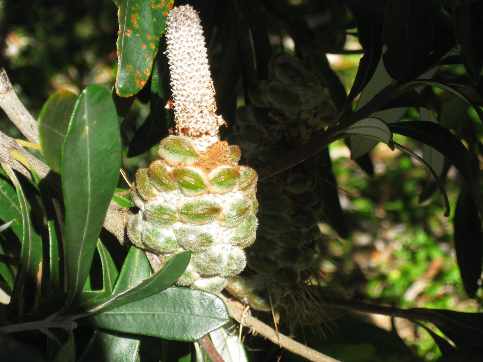 Robin's Double Life: Big Bad Banksia Men: created by May Gibbs