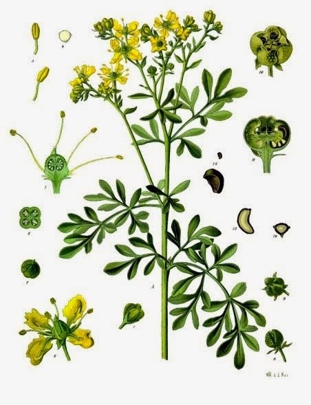 TU SALUD: LA HIERBA MAS MÁGICA: RUDA