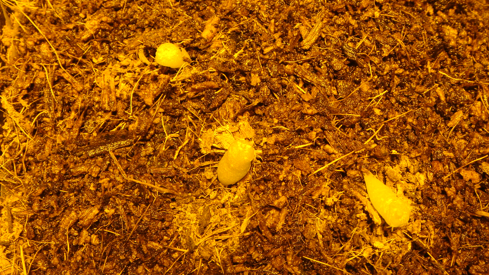 The Slow Flow of Glasgow: The Peyote Hunt