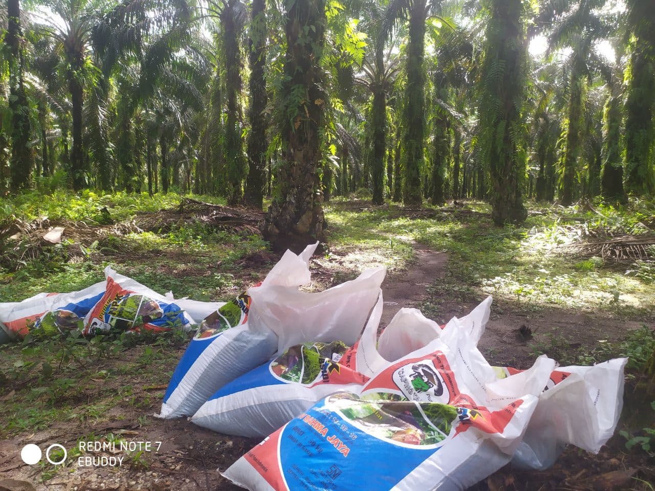 Media Informasi Umum, Pertanian & Perkebunan: NPK Caping Tani Plus ...