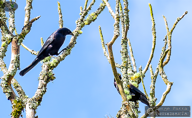 Jardín de Aves: Chamón Gigante