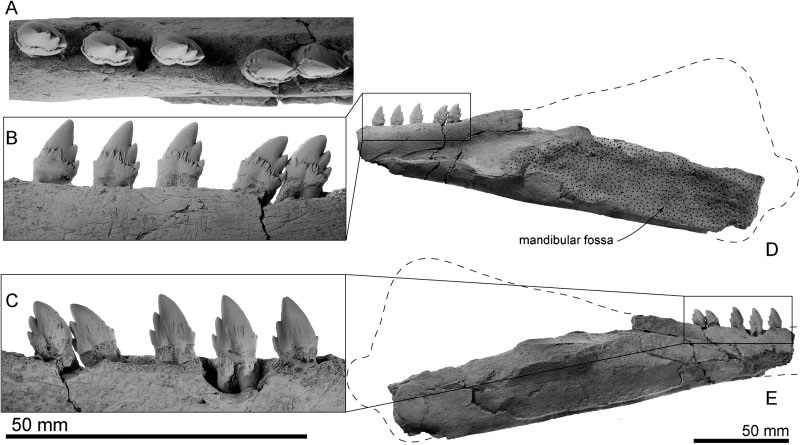 The Coastal Paleontologist: "No, you don't have a Prosqualodon tooth ...