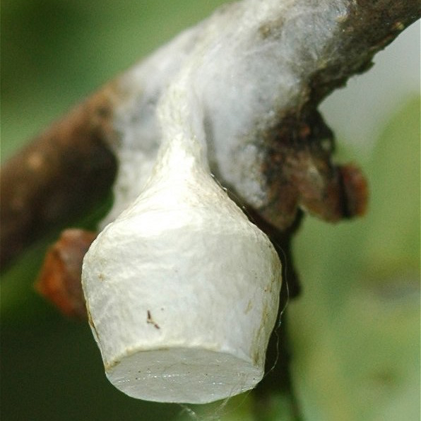 BugBlog: October 2015