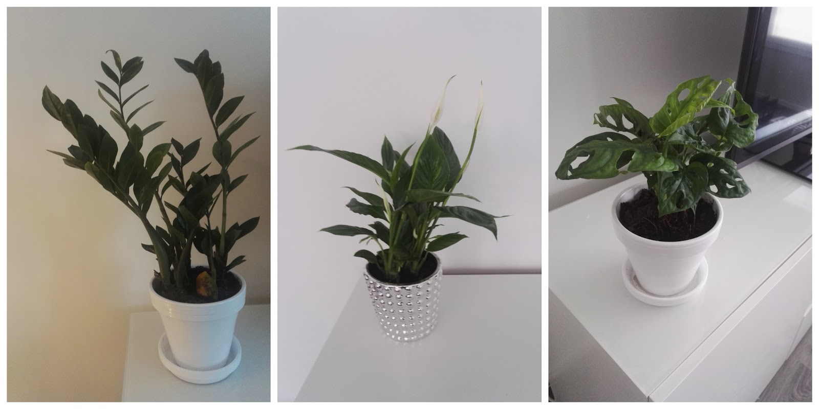 Kulta, oon kotona!: Viherkasvit sisustuksessa