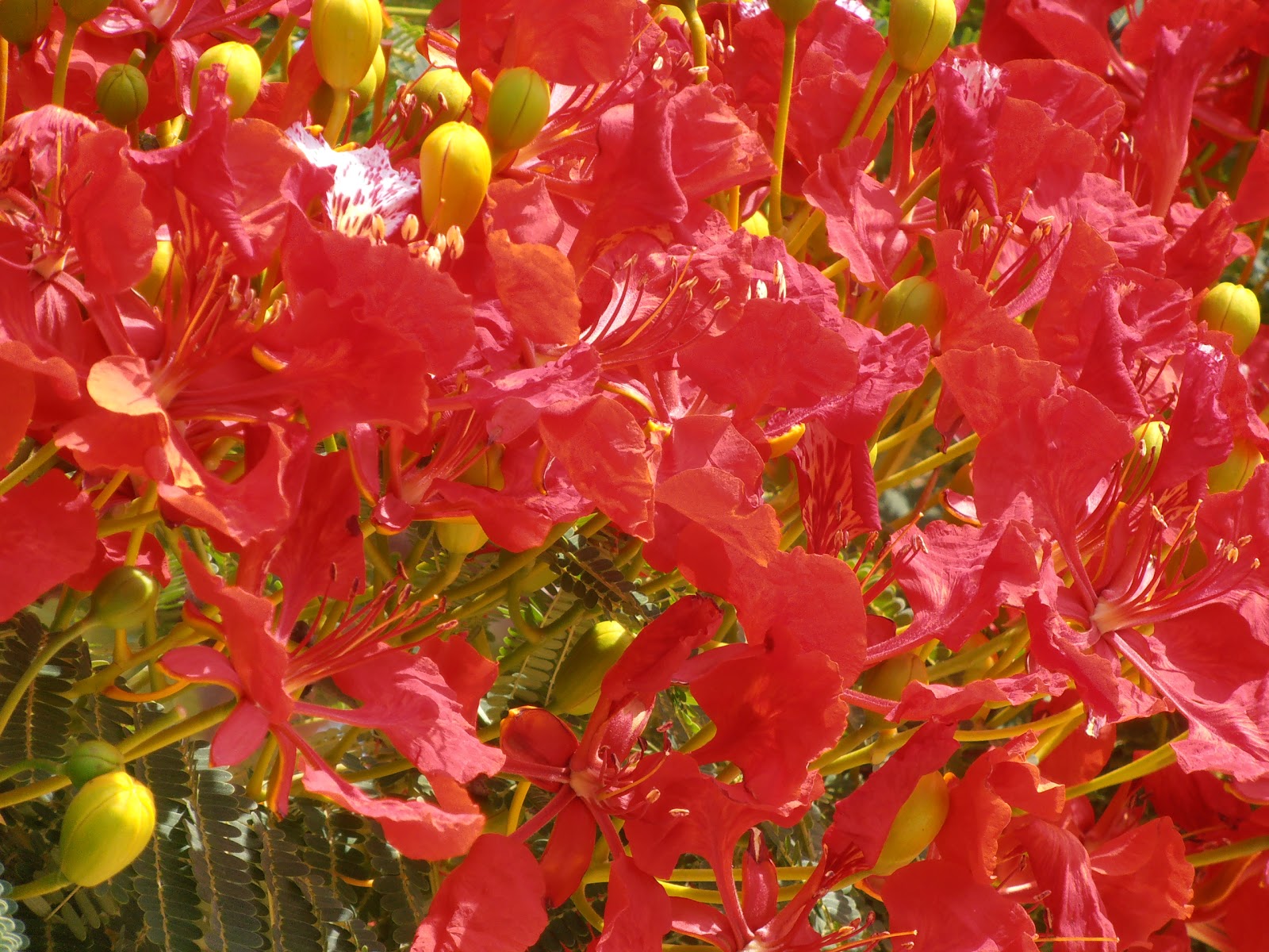 FLAMBOYÁN: Delonix regia | Plantas rioMoros